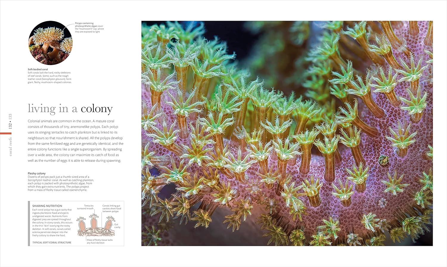 Science of the Ocean: Secrets of the Seas Revealed – QAGOMA Store