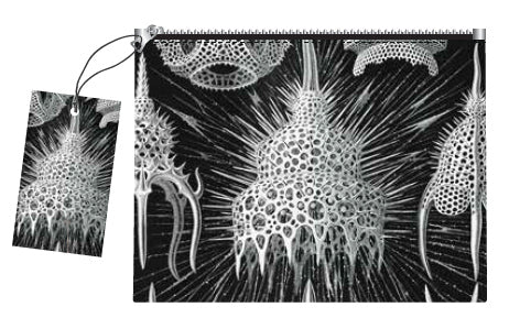 Cyrtoidea Clutch - Ernst Haeckel – QAGOMA Store