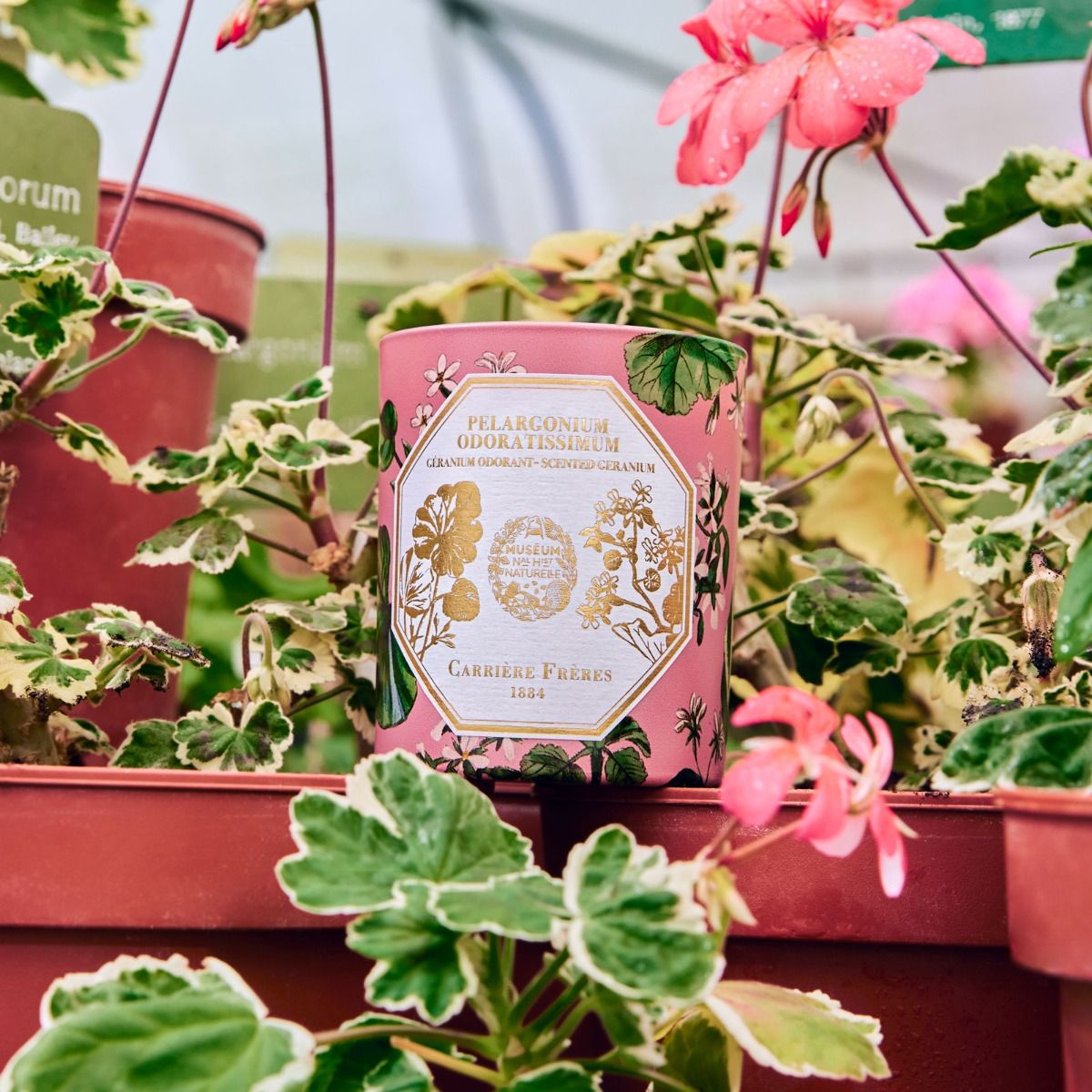 Geranium Candle - Natural History Museum – QAGOMA Store